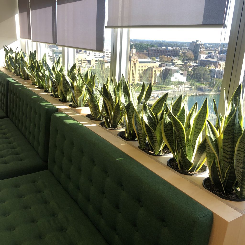 Recent Project - Sydney Indoor Plant Hire
