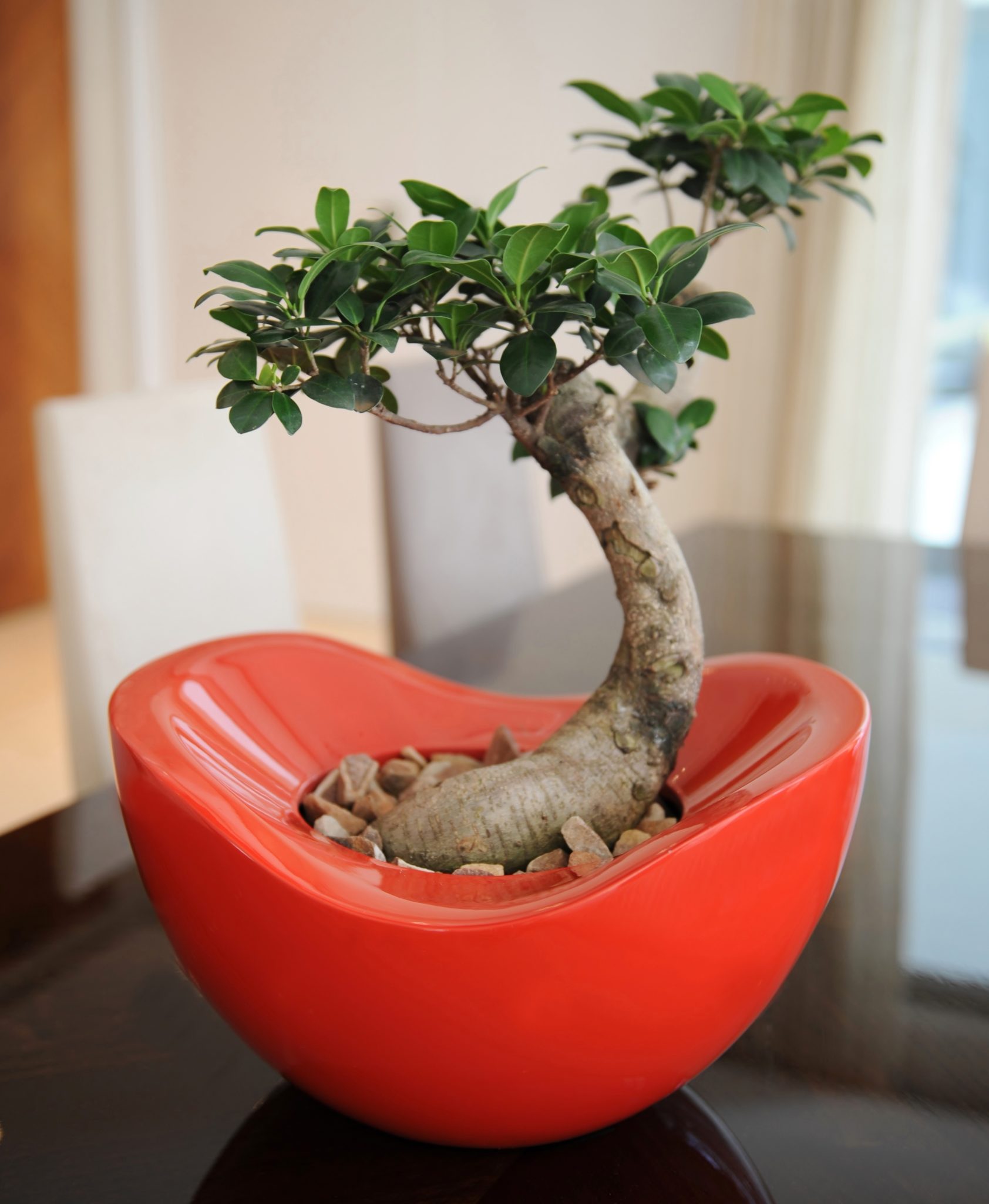 Rent plants, planters & plant pots in Sydney - Sydney Indoor Plant Hire